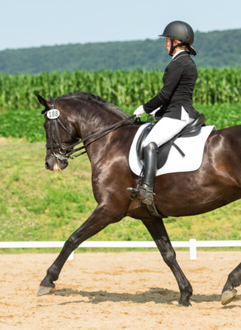 About - Painted Dreams Horse Farm